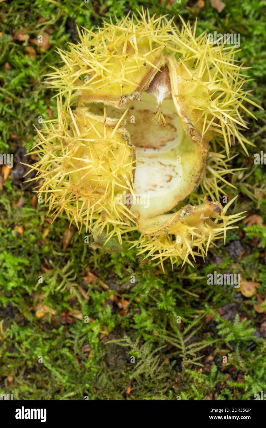 Fallen sweet chestnut fruit pods and leaves making an intimate natural ...