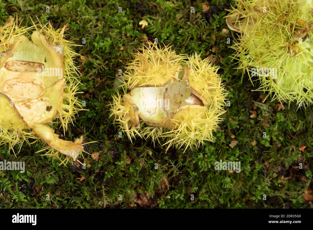 Self pollination and cross pollination hi-res stock photography and ...
