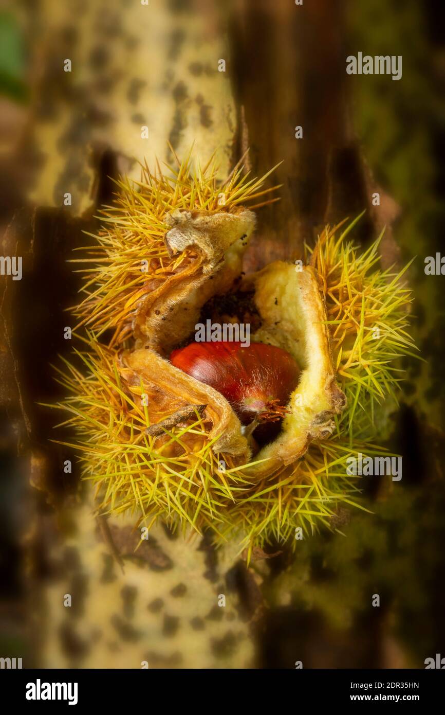 Cross pollination and self pollination hi-res stock photography and ...