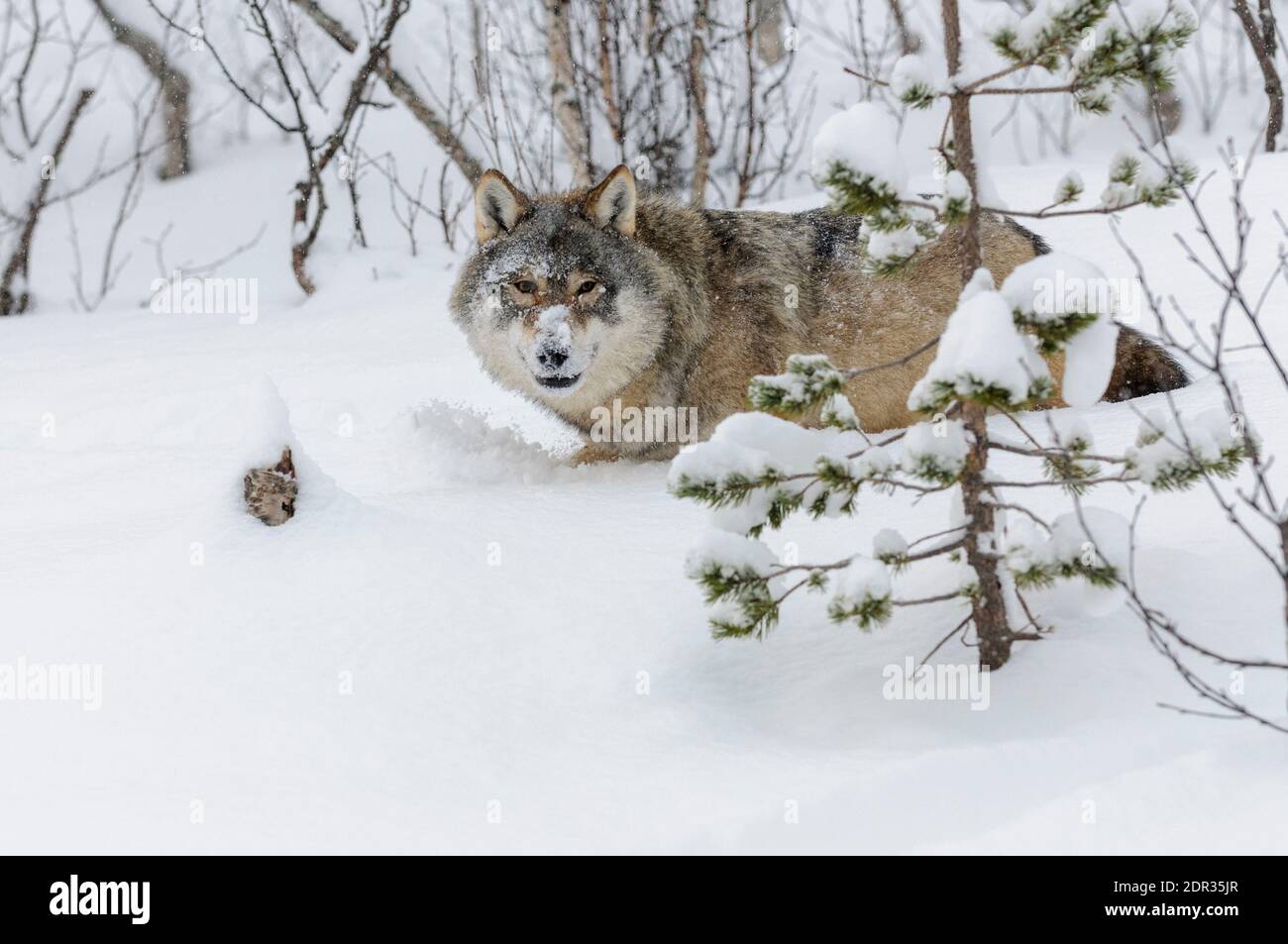 Wolf in snow hi-res stock photography and images - Alamy