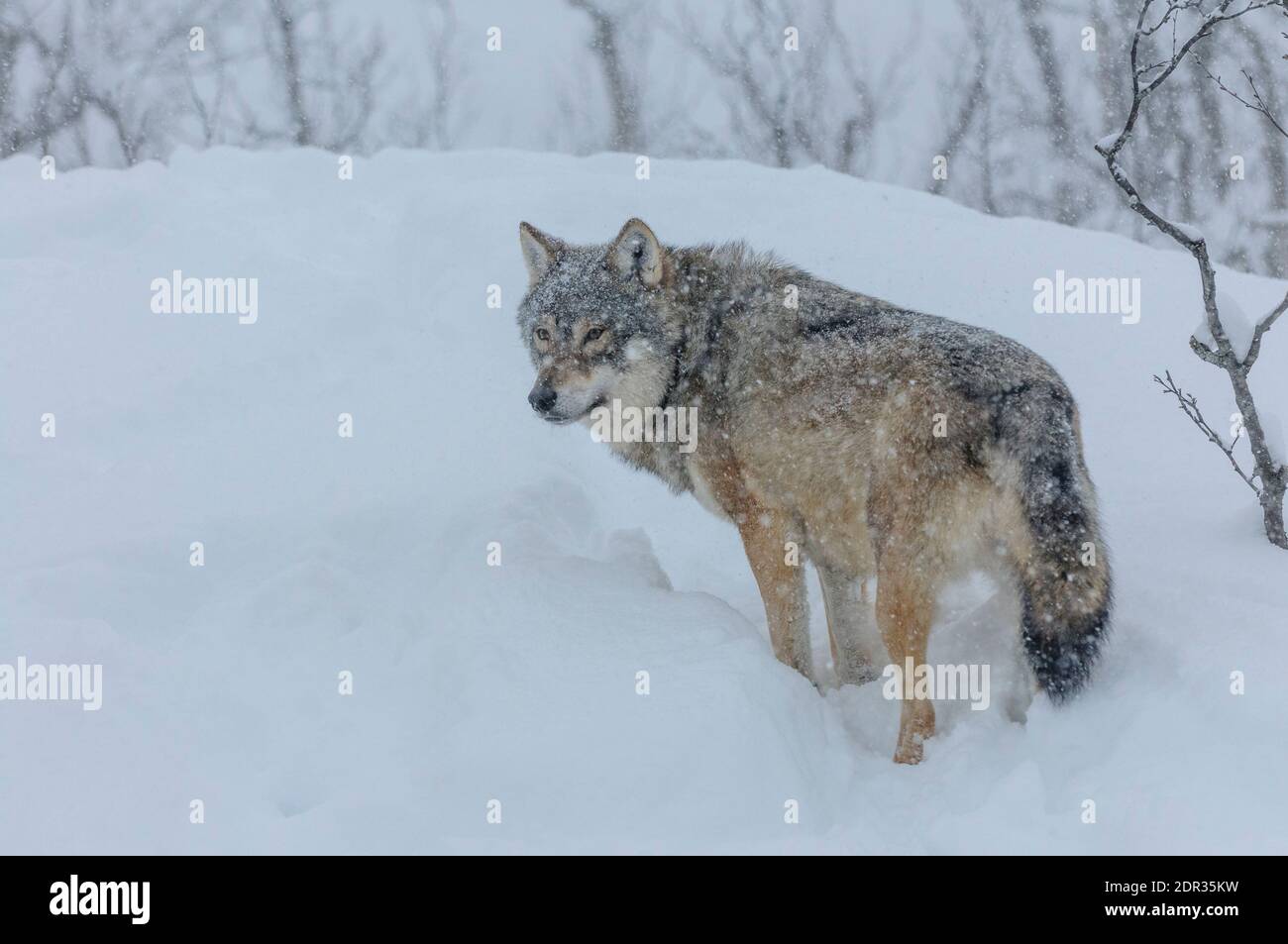 Wolf in falling snow Stock Photo - Alamy