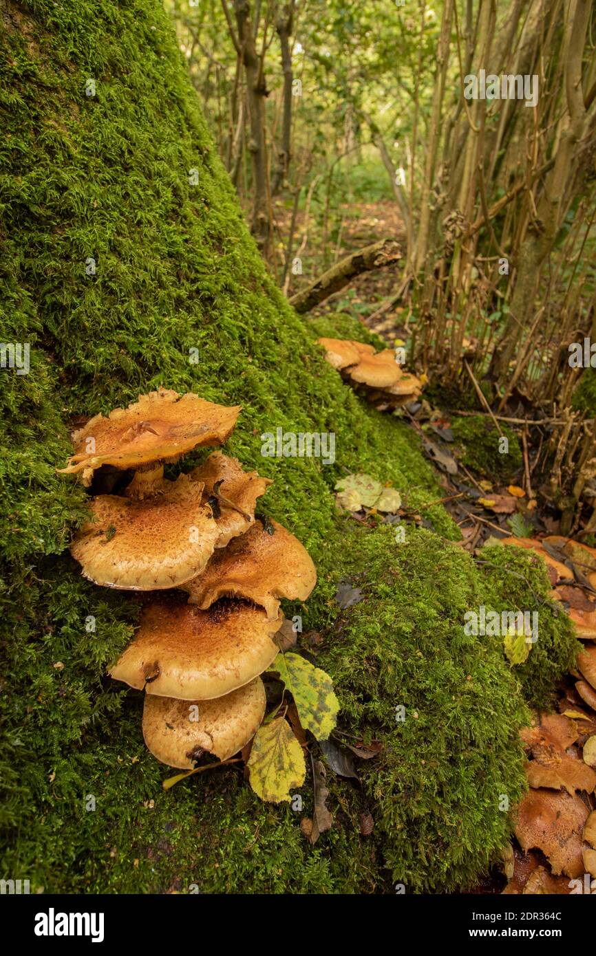 British woodland fungi in their natural environment, decomposers at ...