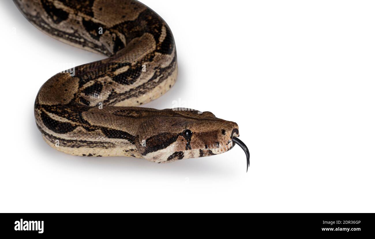 Detail head shot Boa Constrictor aka Boa Constrictor Imperator snake ...