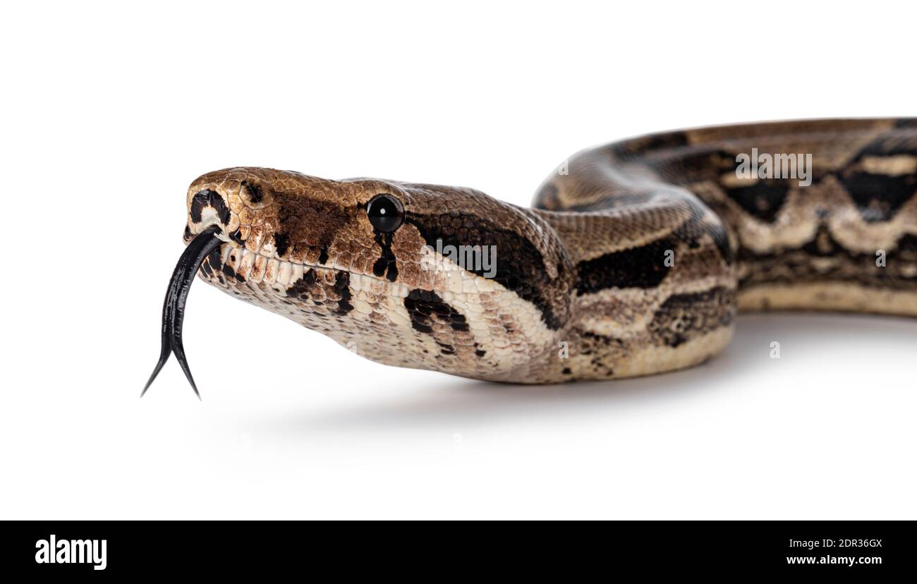 Detail head shot Boa Constrictor aka Boa Constrictor Imperator snake ...