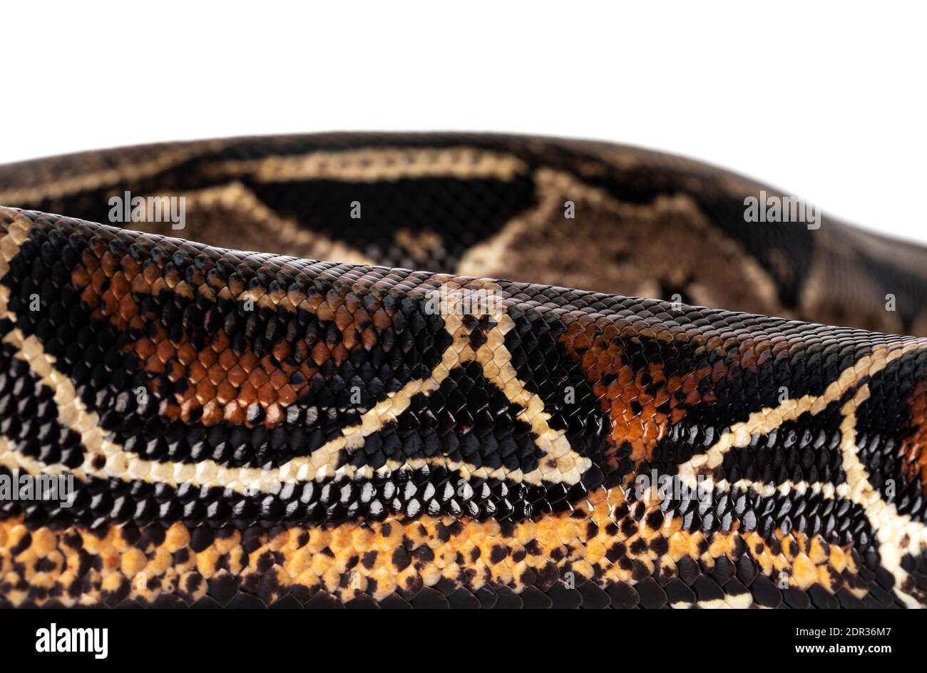 Detail of Boa Constrictor aka Boa Constrictor Imperator snake skin ...