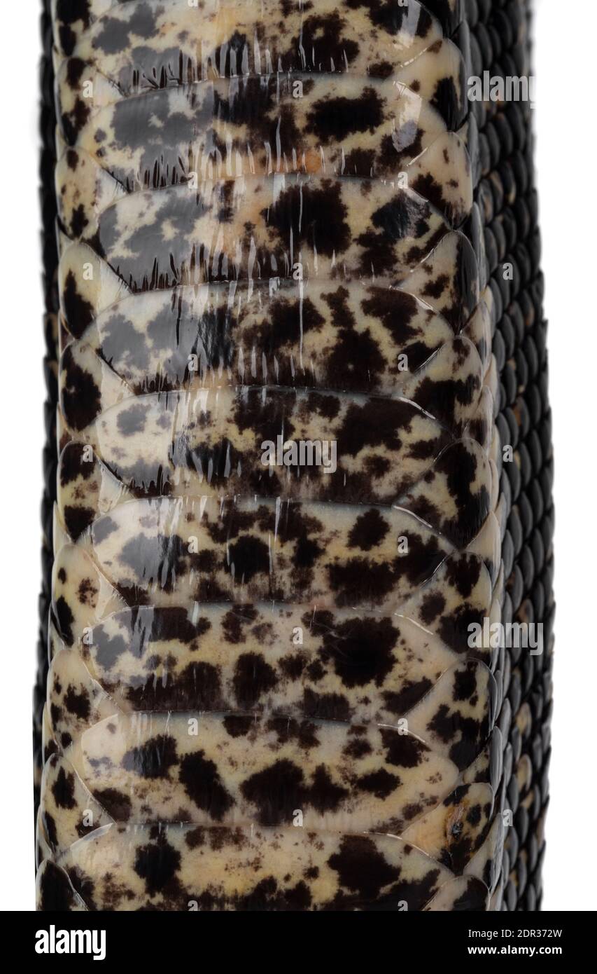 Detail of Boa Constrictor aka Boa Constrictor Imperator snake belly ...