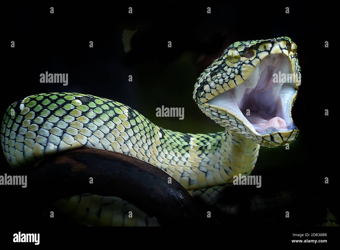 Close up snake open mouth hi-res stock photography and images - Alamy