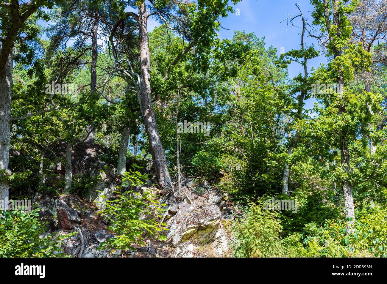 Beautiful natural forest landscape view on mountain background Stock ...