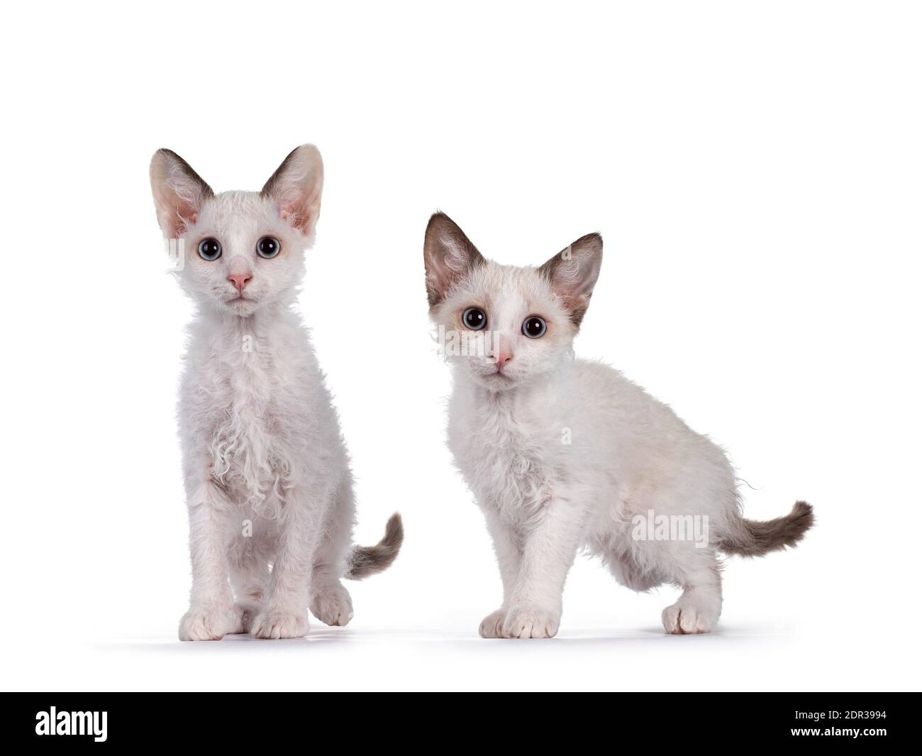 Two cute LaPerm cat kittens, walking together towards camera. Looking ...