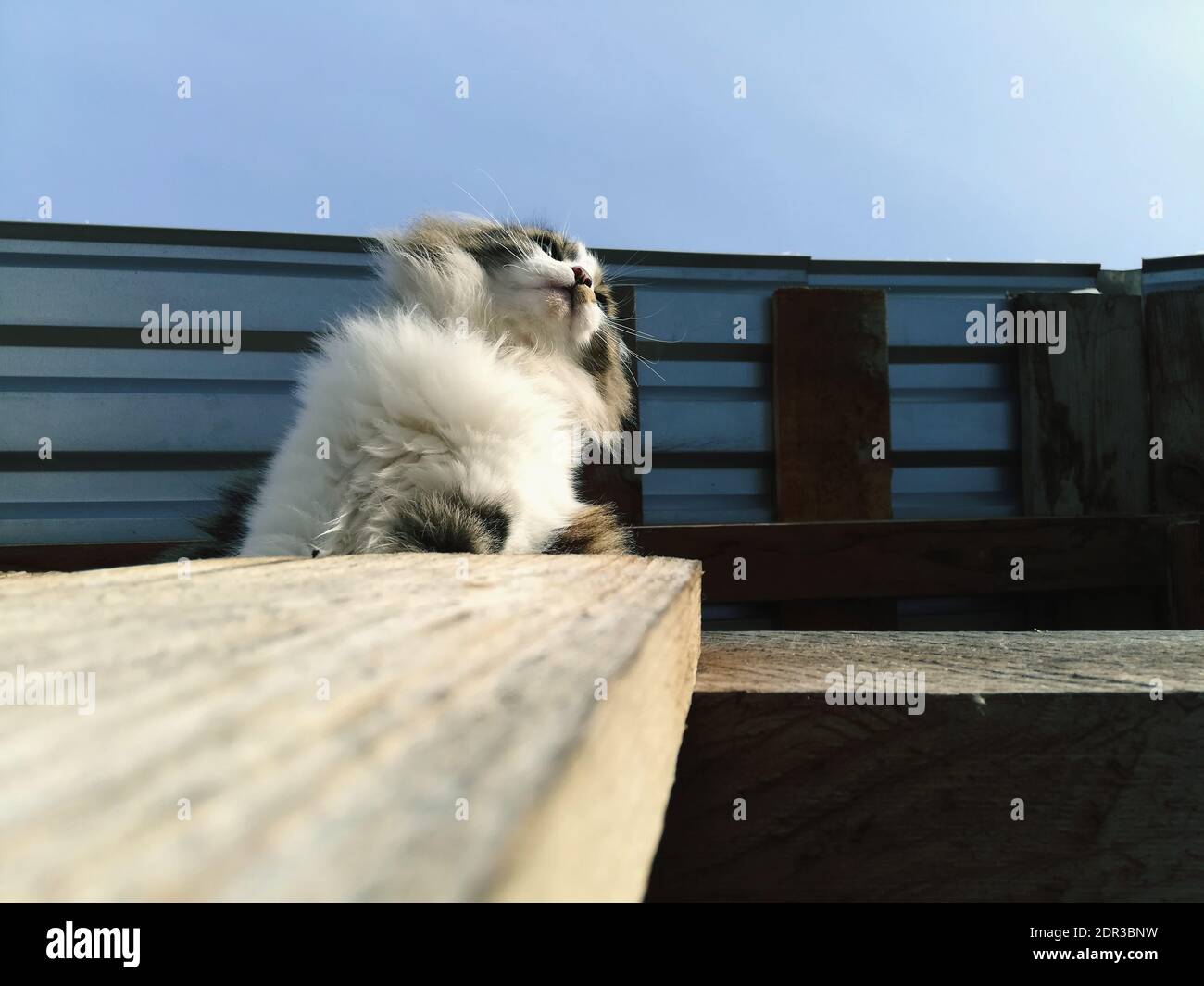 Forked tail cat hi-res stock photography and images - Alamy