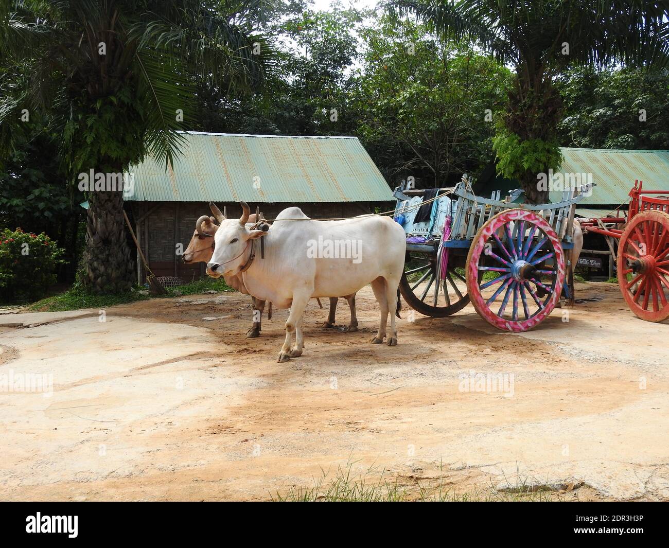 Pulling carts hi-res stock photography and images - Alamy