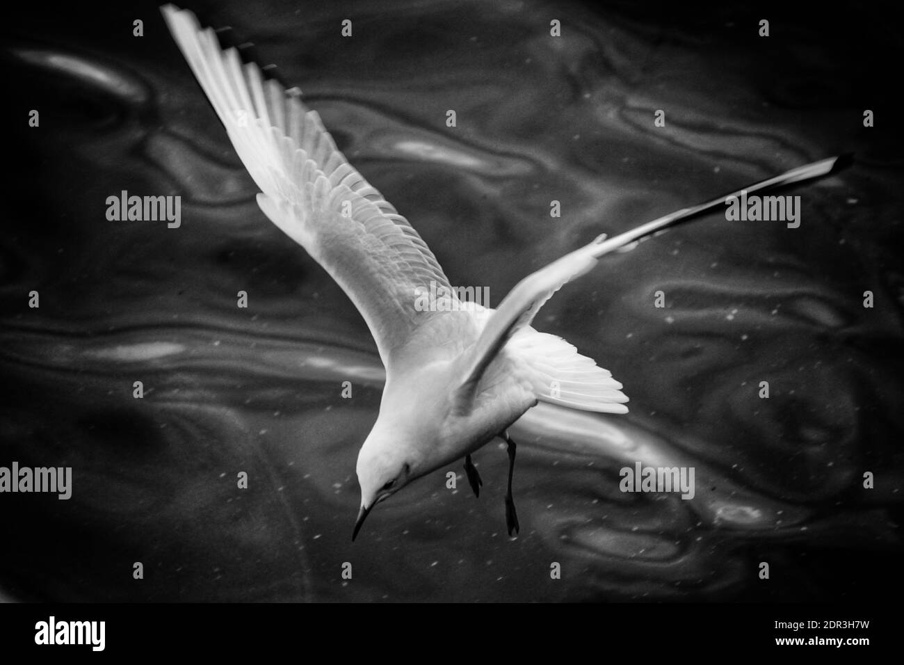 Flying and underwater Black and White Stock Photos & Images - Alamy