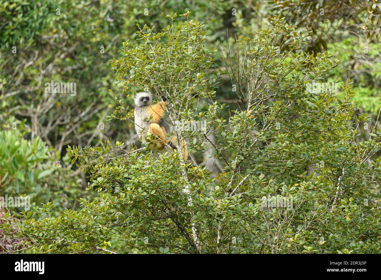Diademed Sifaka (Propithecus diadema) wearing radio collar, Perinet ...