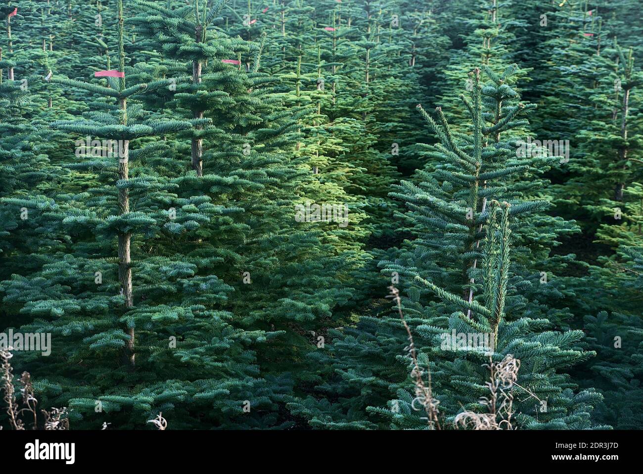 Beautiful spruce trees seen at Glencullen Christmas tree farm, County ...