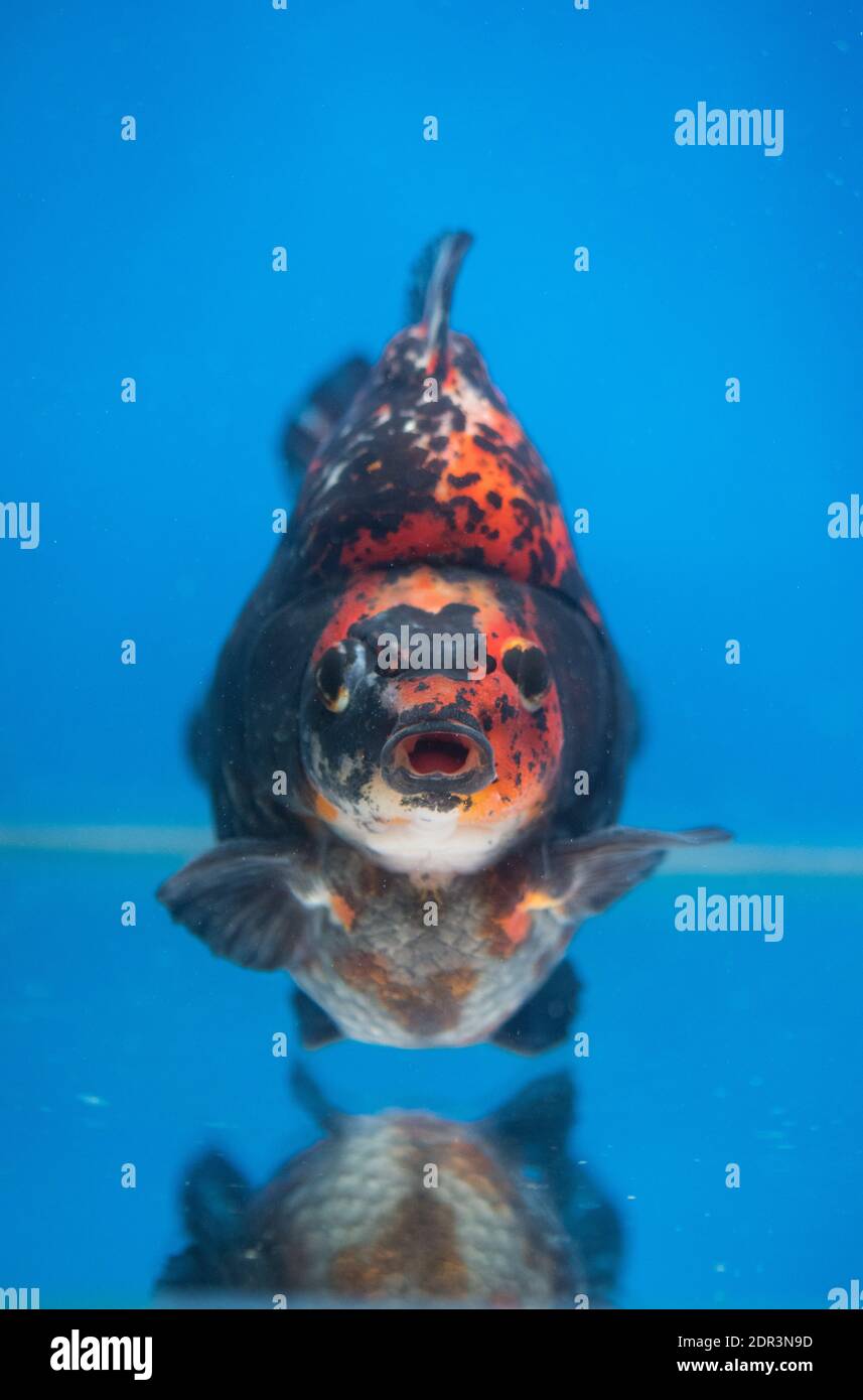 Ryukin Goldfish Tank
