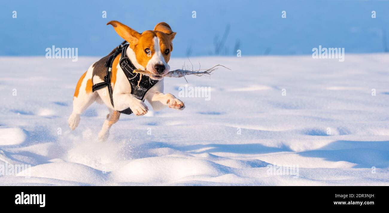 Dog Running In Snow Stock Photo - Alamy