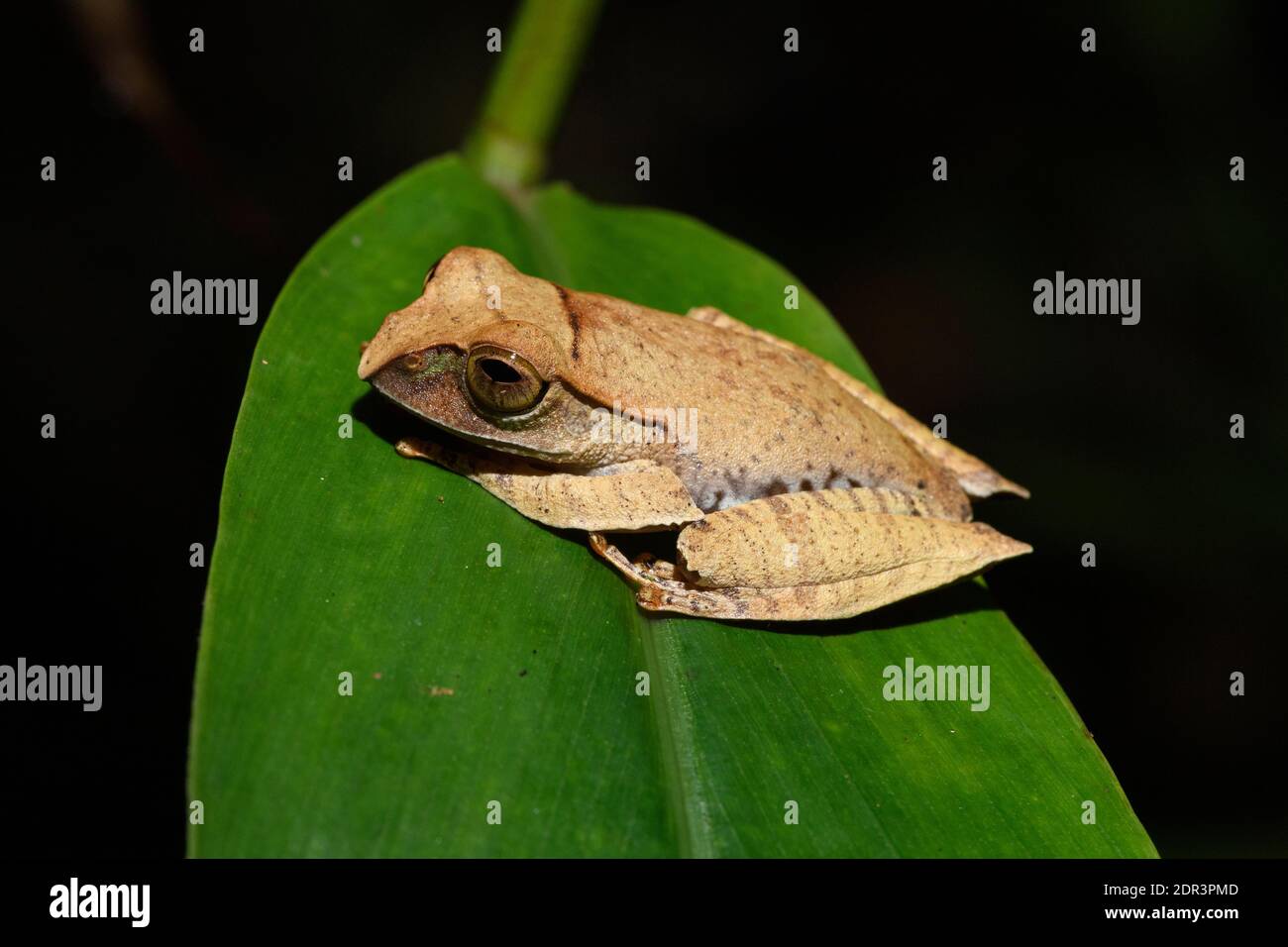 Bright-eyed Frog (Boophis madagascariensis), Andasibe-Mantadia National ...