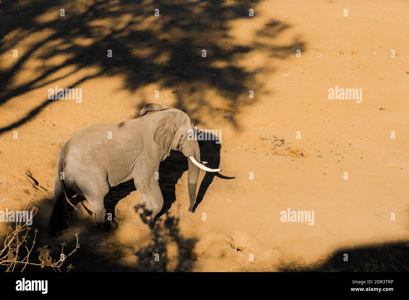 Side View Of Elephant Walking On Land Stock Photo - Alamy