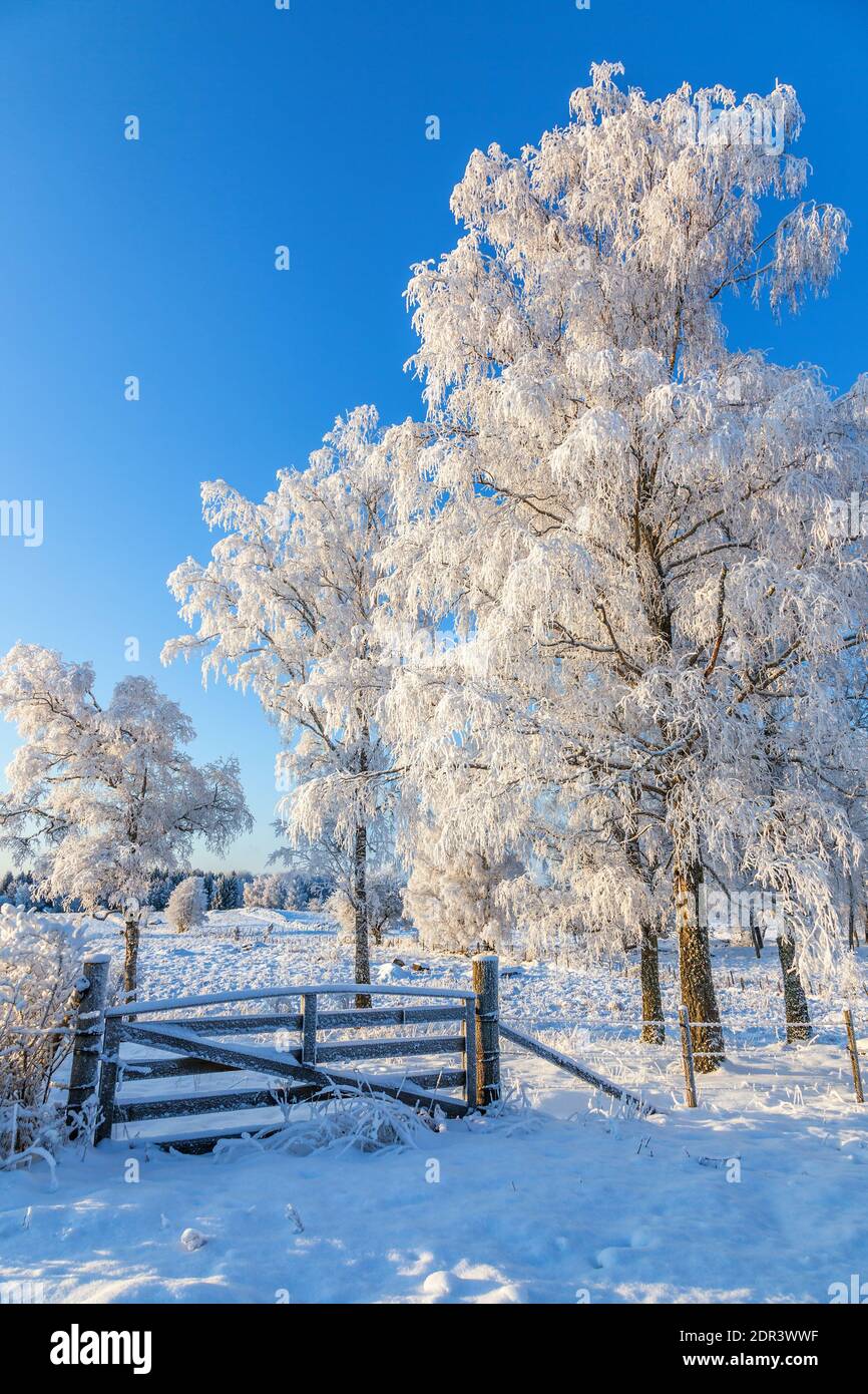 Winter landscape with a gate to a pasture Stock Photo - Alamy