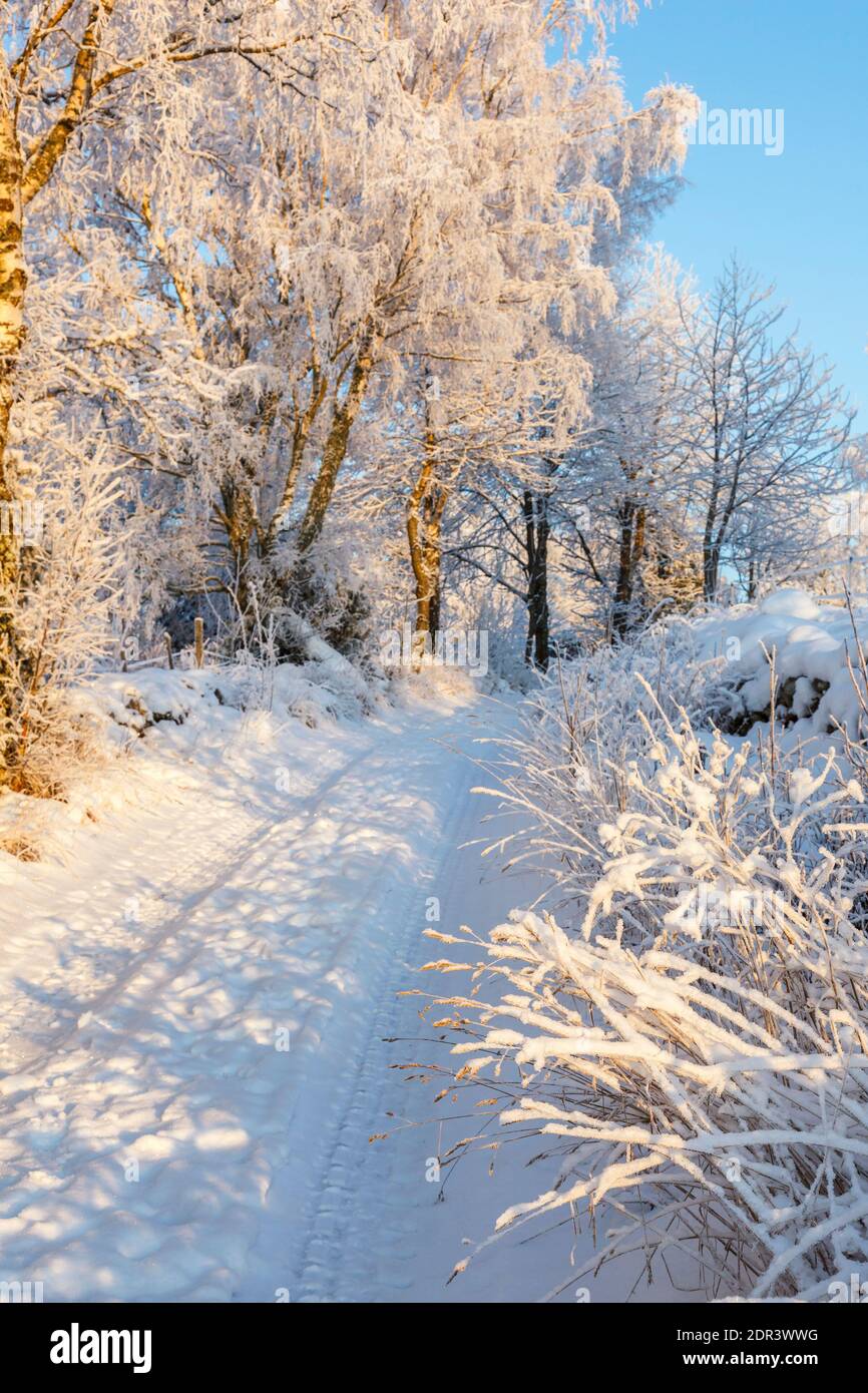 Dirt road in a snowy winter landscape Stock Photo - Alamy