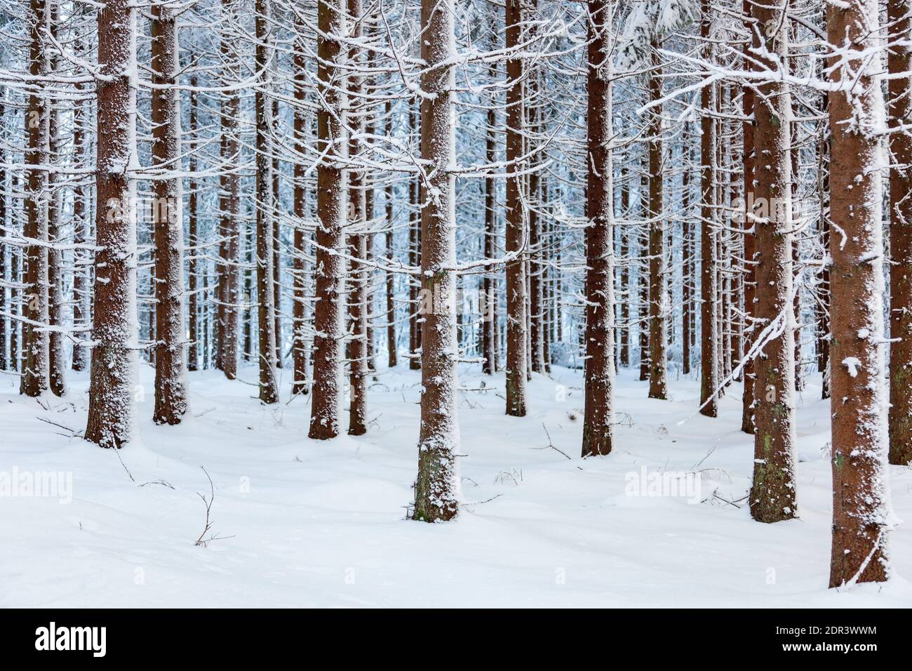 Evergreen forest snow hi-res stock photography and images - Alamy