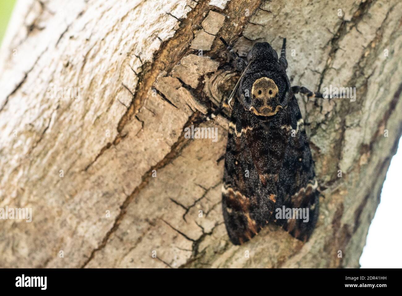 Death's-head hawkmoth (Acherontia atropos Stock Photo - Alamy