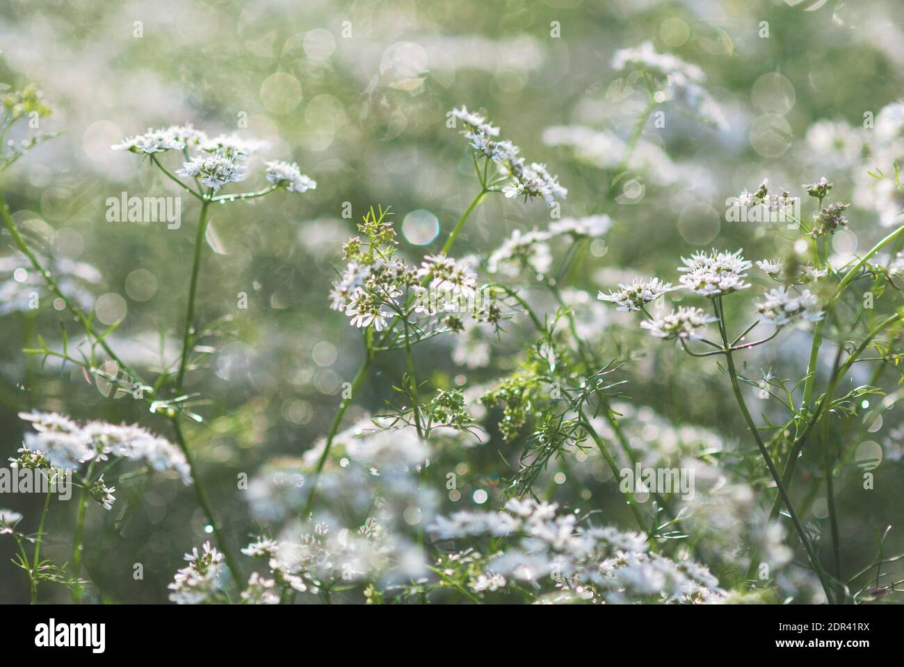 Cilantro plants (Coriandrum sativum) blooming in summer kitchen garden ...