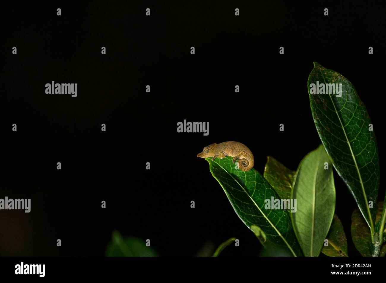 Short-nosed deceptive chameleon (Calumma fallax), Andasibe-Mantadia ...