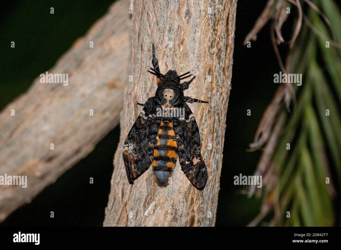 Death's-head hawkmoth (Acherontia atropos Stock Photo - Alamy