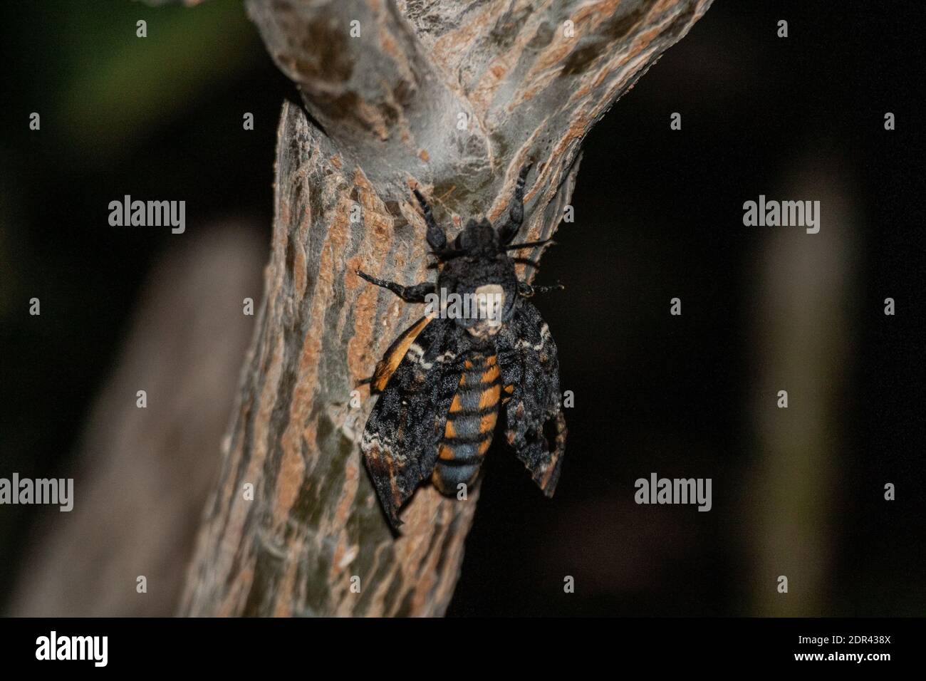 Death's-head hawkmoth (Acherontia atropos Stock Photo - Alamy