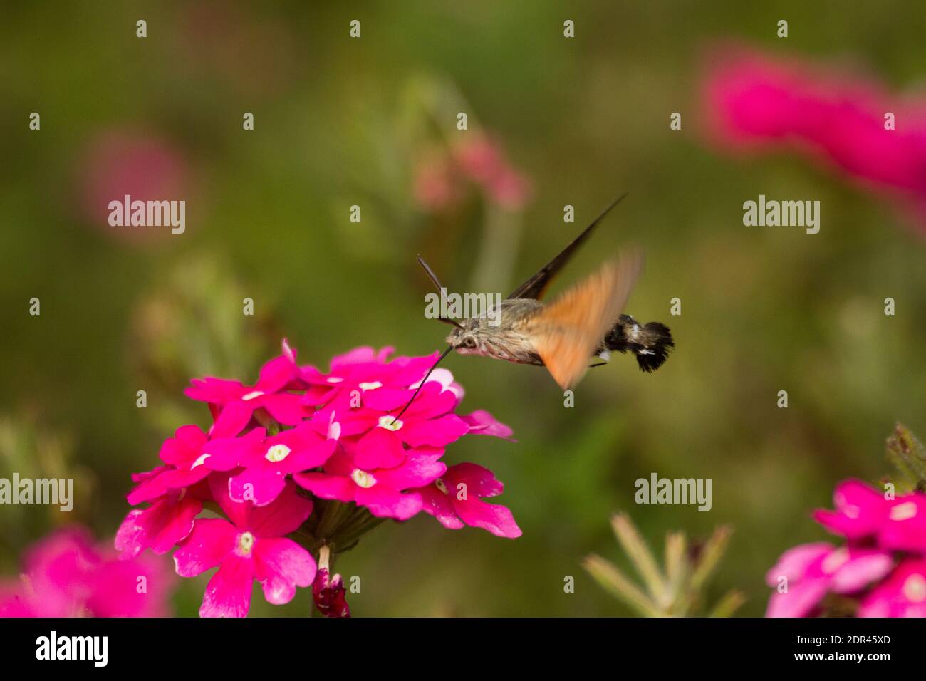 Hummingbird hawk moth hi-res stock photography and images - Alamy