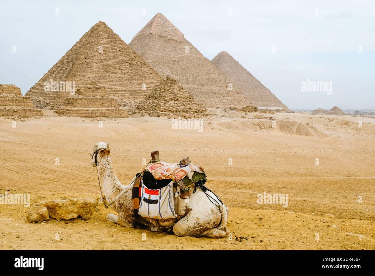 Camel Sat High Resolution Stock Photography and Images - Alamy