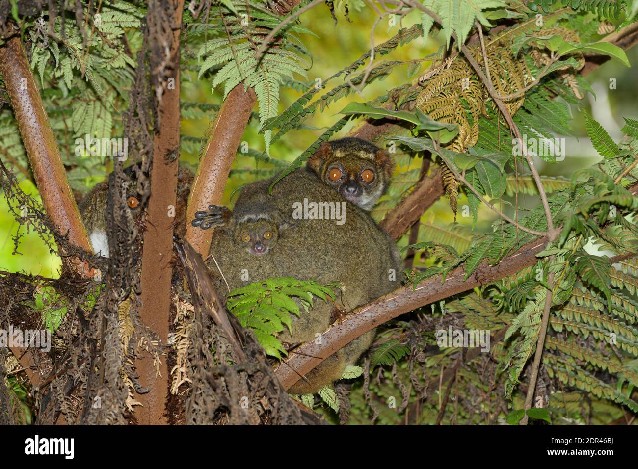 Madagascar eastern rainforest hi-res stock photography and images - Alamy