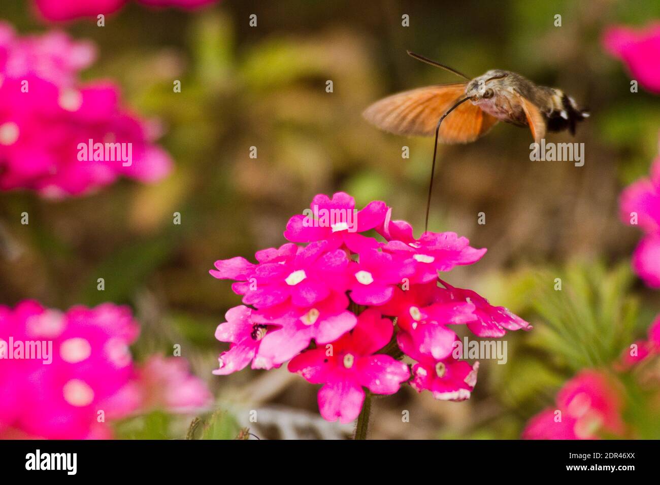Hummingbird hawk moth closeup hi-res stock photography and images - Alamy