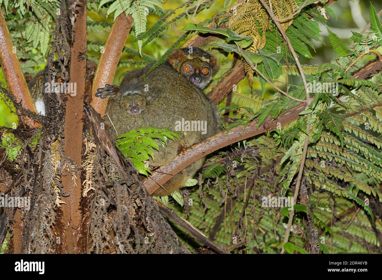 Eastern Woolly Lemurs (Avahi laniger). Andasibe-Mantadia National Park ...