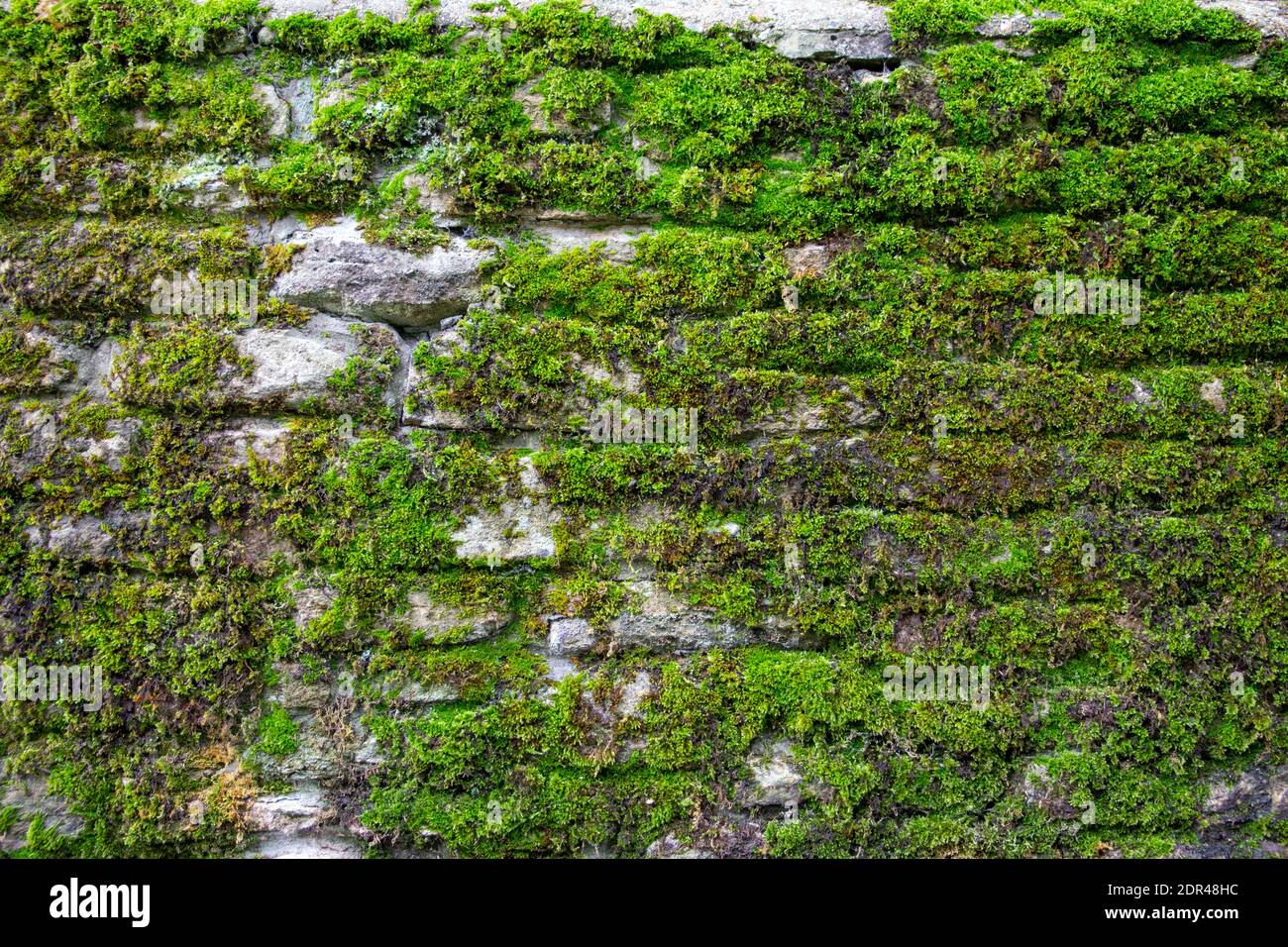 Old stone wall covered in green moss Stock Photo - Alamy