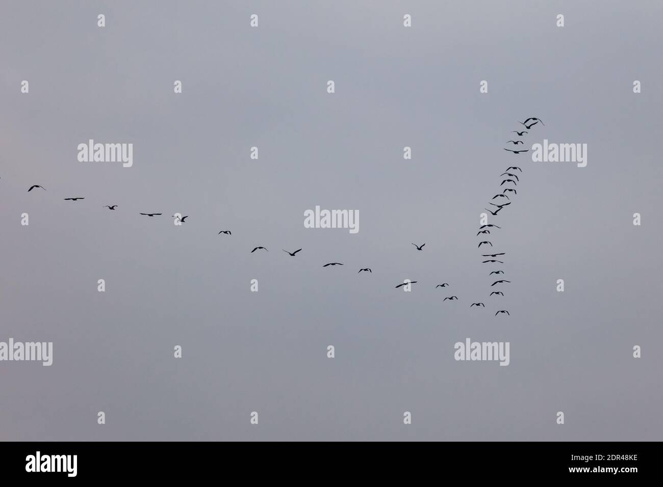 Birds flying v shape hi-res stock photography and images - Alamy