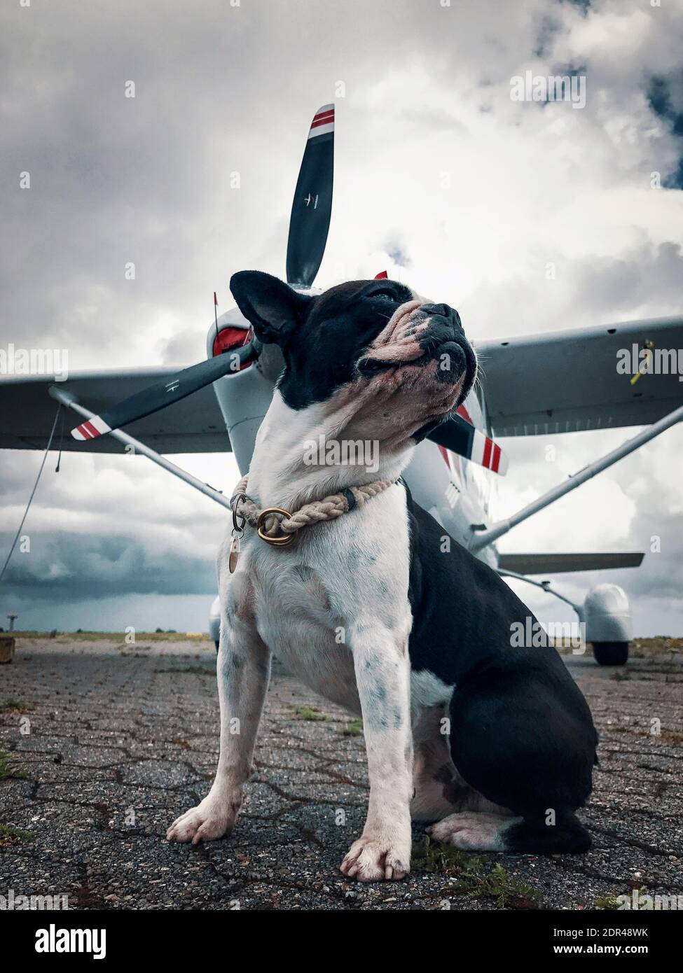 Festus hi-res stock photography and images - Alamy