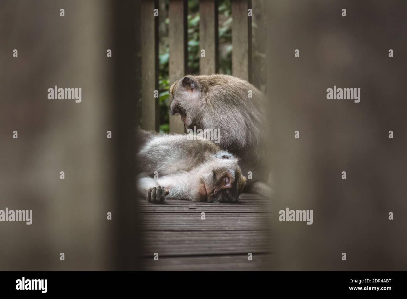 Napping monkey hi-res stock photography and images - Alamy