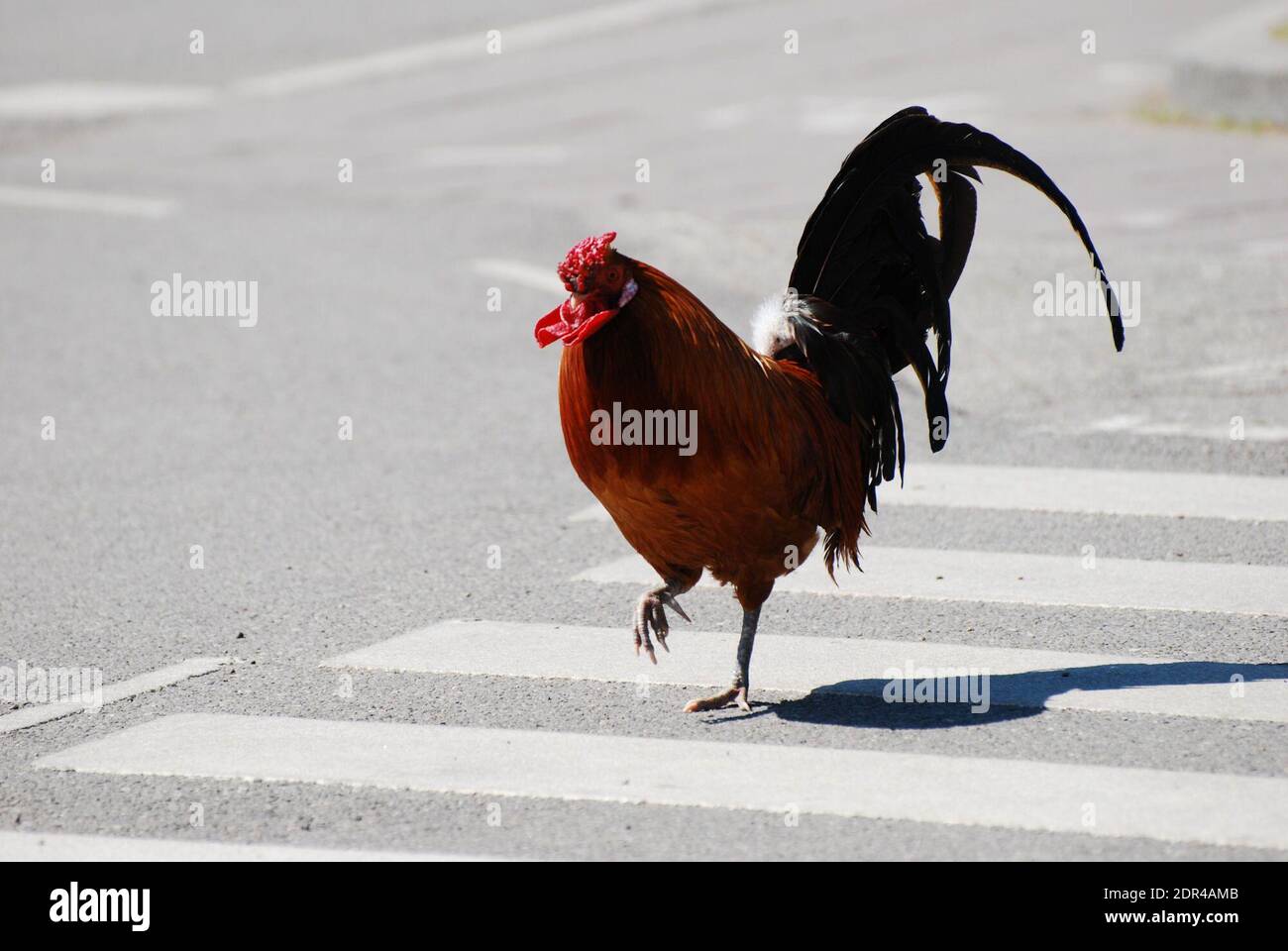 Rooster crossing hi-res stock photography and images - Alamy