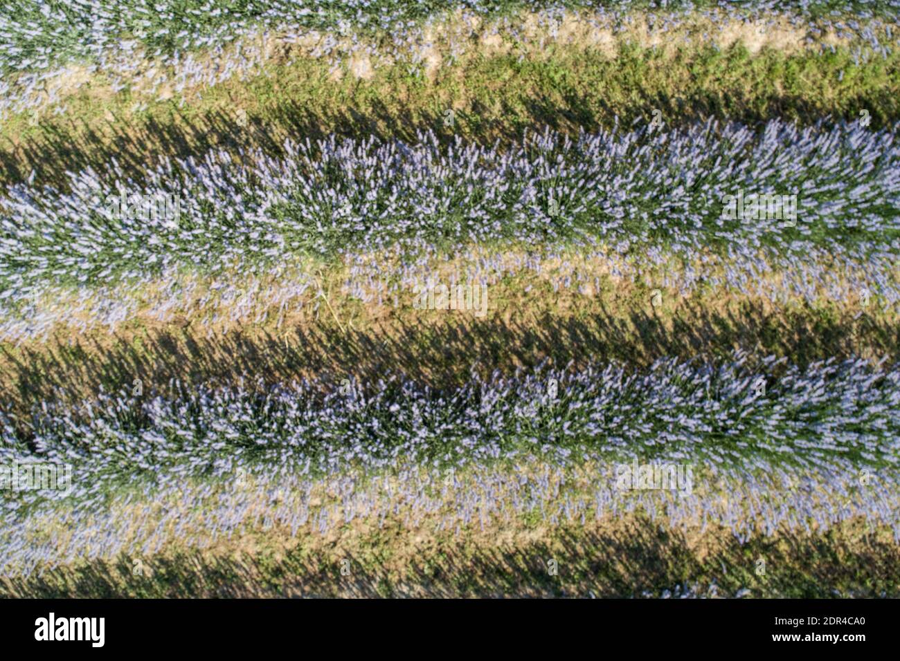 beautiful lavender flowers from above in koroshegy Stock Photo - Alamy