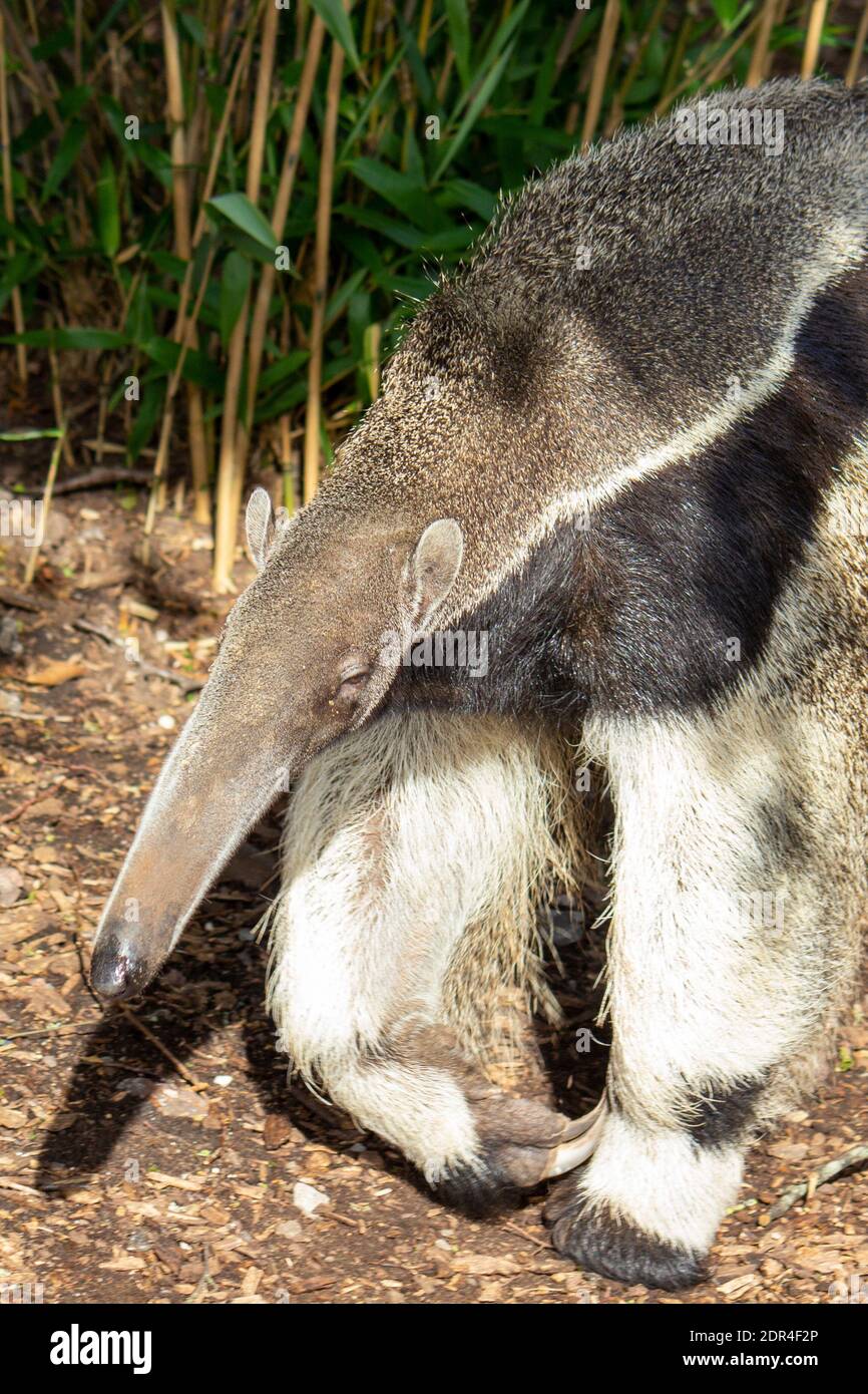 Anteater seen in safari park Stock Photo - Alamy