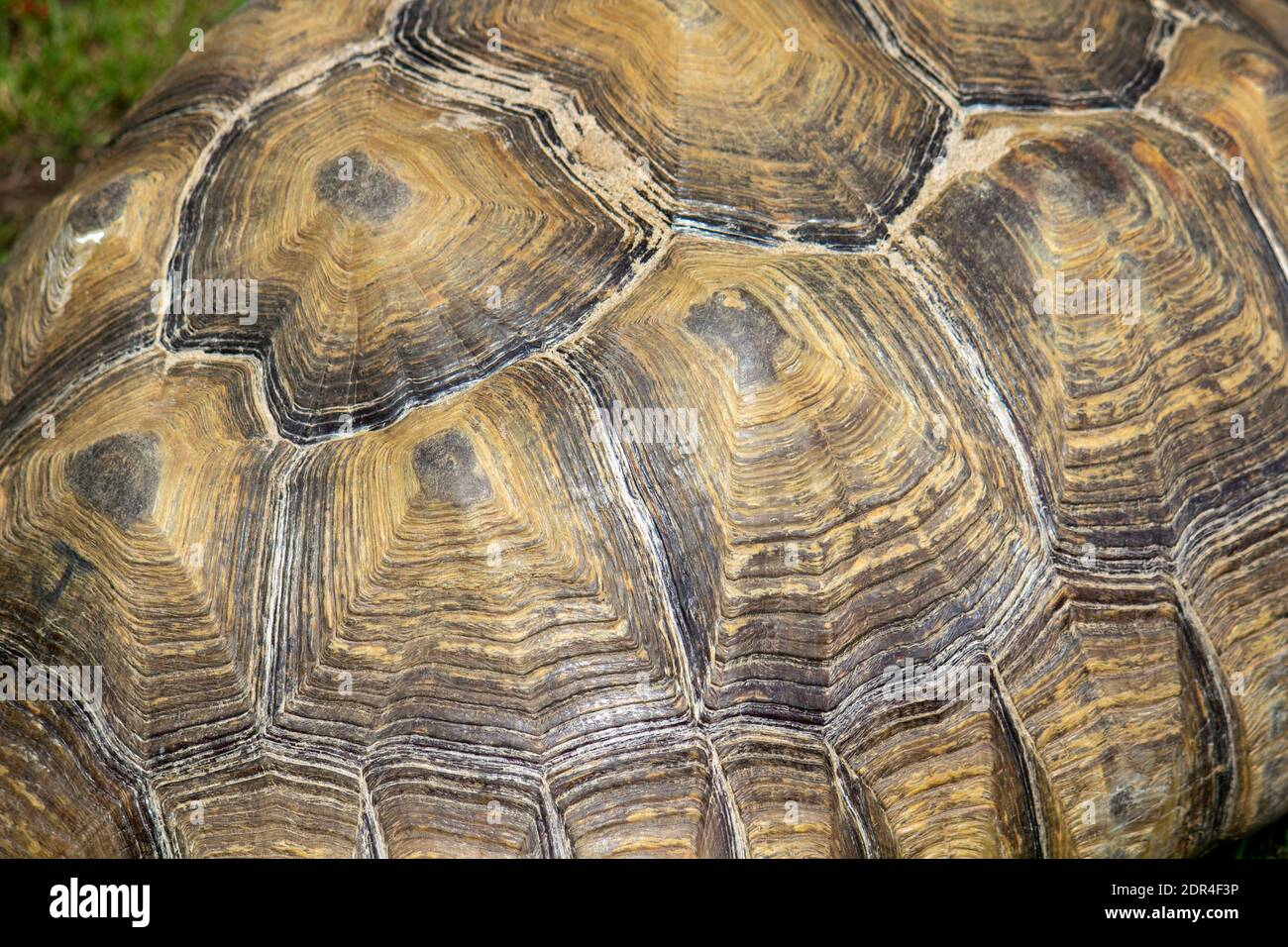 Tortoise hard shell with natural pattern Stock Photo - Alamy