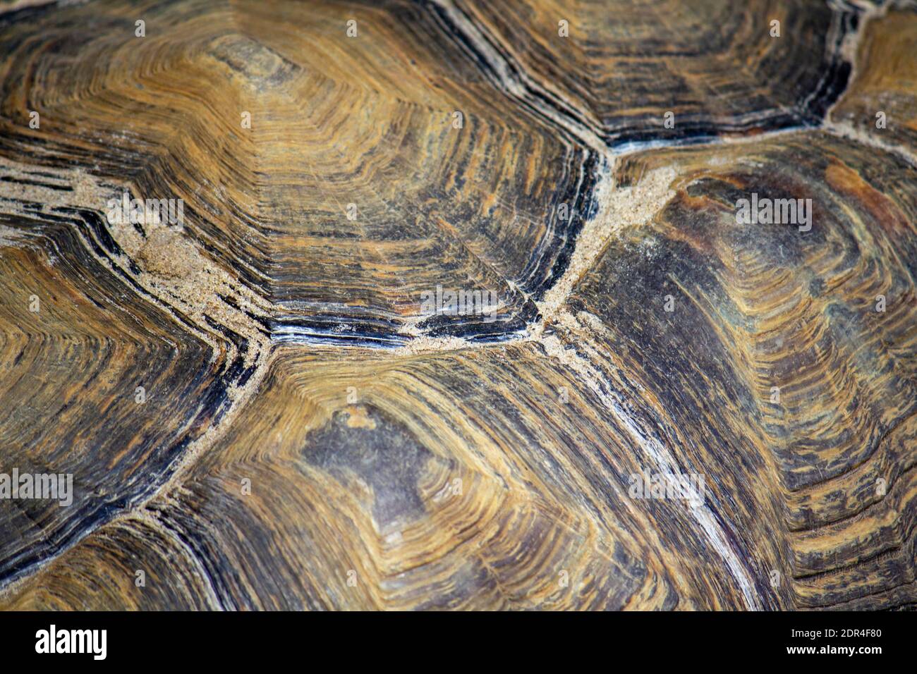 Tortoise hard shell with natural pattern Stock Photo - Alamy