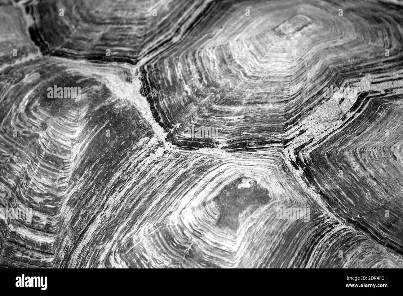 Tortoise shell pattern Black and White Stock Photos & Images - Alamy