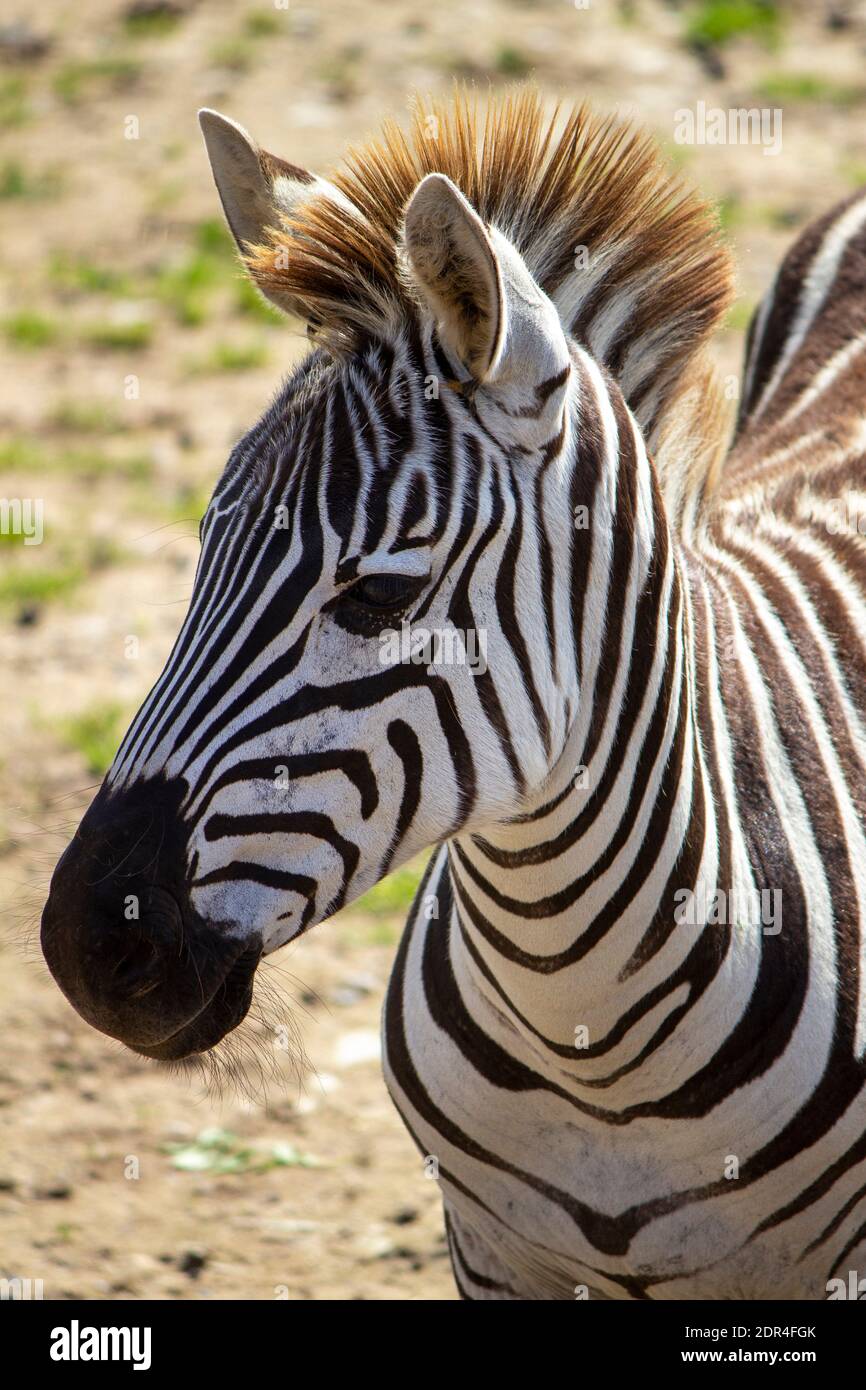 Zebra with black and whte stripes on safari Stock Photo - Alamy