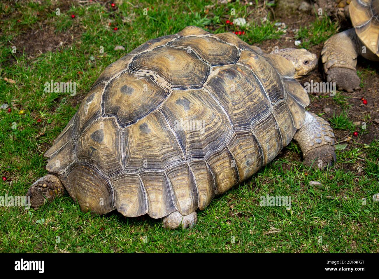 Tortoise hard shell with natural pattern in garden Stock Photo - Alamy