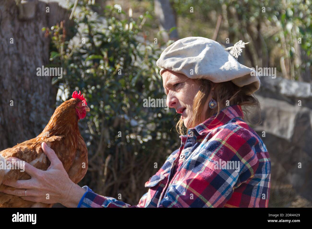 Real Rooster High Resolution Stock Photography and Images - Alamy