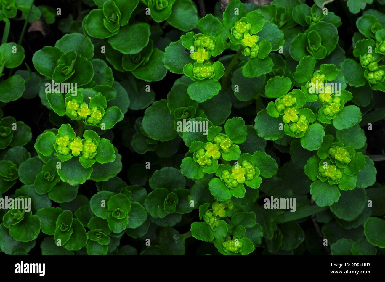 Opposite-leaved golden saxifrage Stock Photo - Alamy