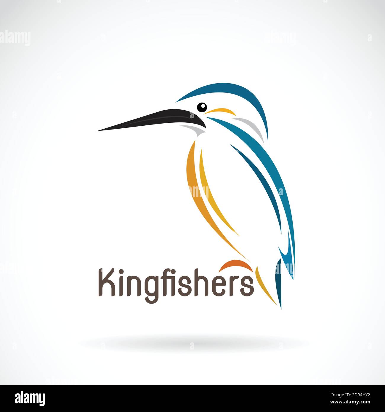 Vector of a kingfishers (Alcedo atthis) on white background. Bird ...